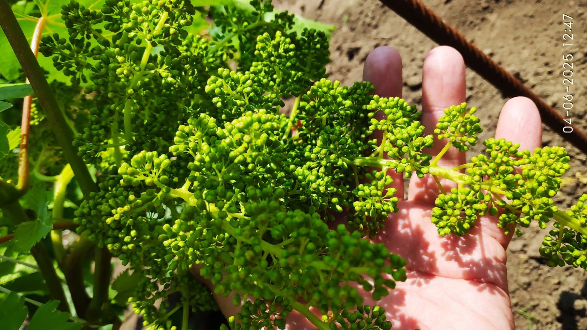 Осыпания соцветий винограда, что делать, как помочь винограду