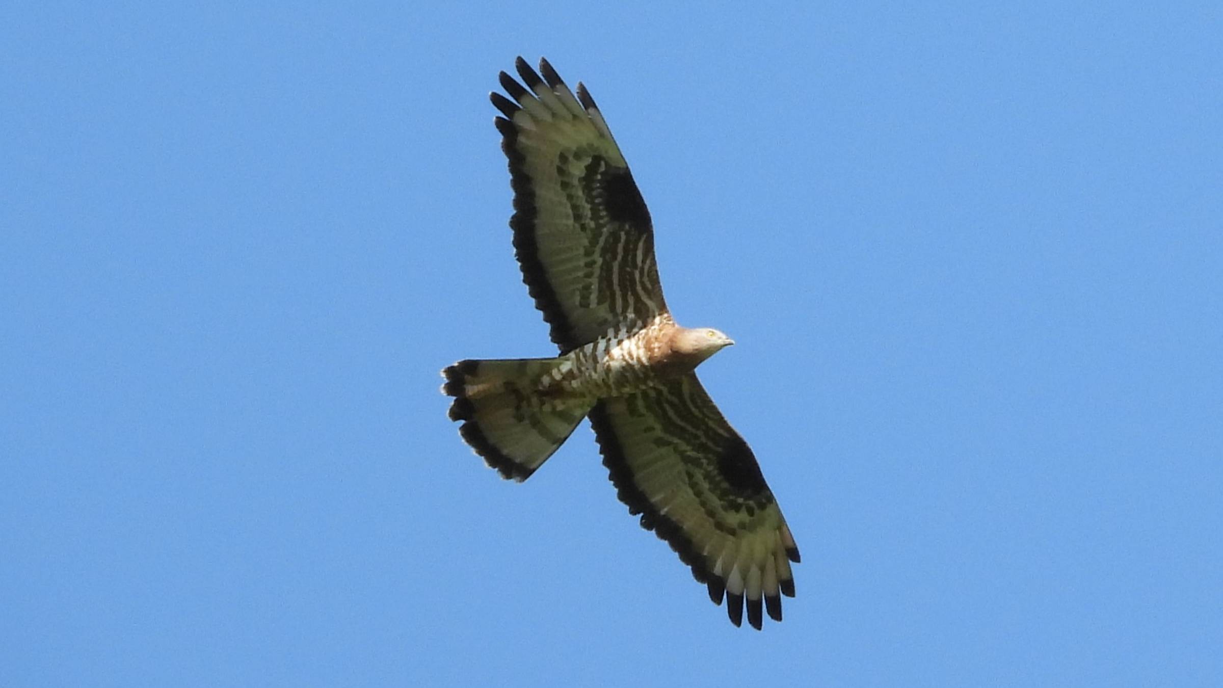 Осоед, наблюдение птиц в Новгородской области, 4 июня 2025