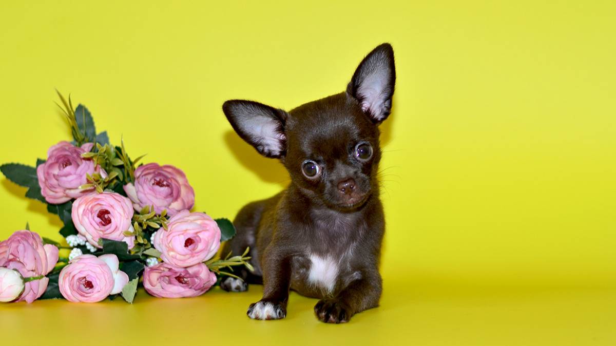 Девочка чихуахуа шоколадного окраса. 
#чихуахуа #щенкичихуахуа #питомникчихуахуа