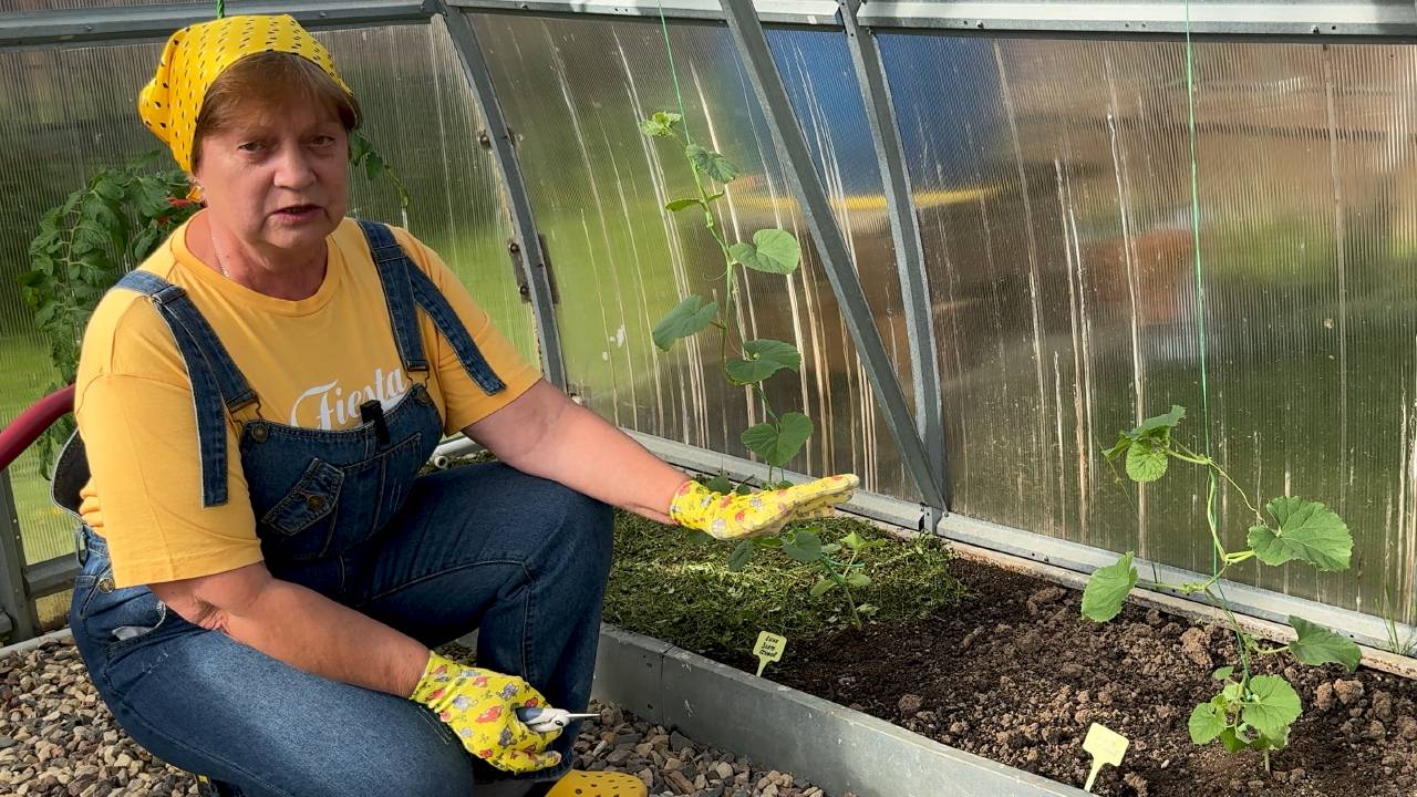 Только так формирую дыни и арбузы в теплице.