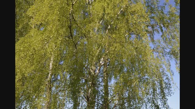 Иеромонах Роман, монах Афанасий (Кокорев). «Не омрачить бы ненароком совесть...»