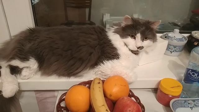 Котик отдыхает!