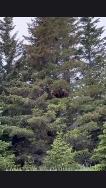 Странная белочка