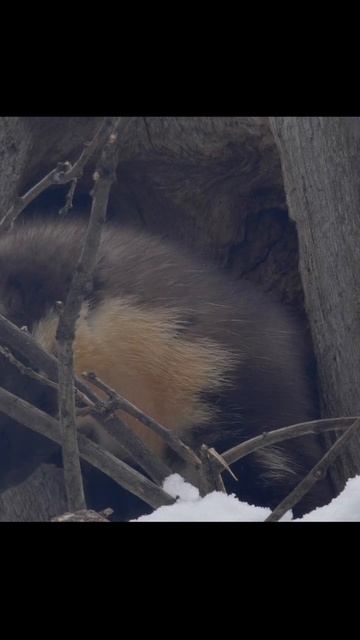 Куница. Marten #wildlife, #shorts