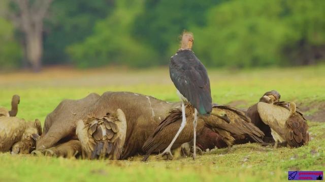 2.2Дикая Ботсвана.   Удивительный мир животных Южной Африки - Эпизод 2