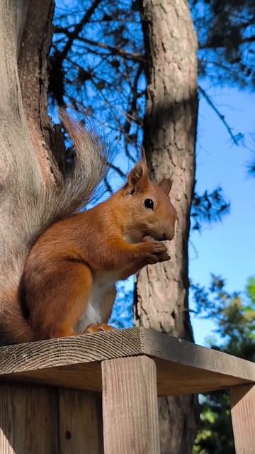 Три белки прибежали с утра к кормушкам.  Анапа, Ореховая роща