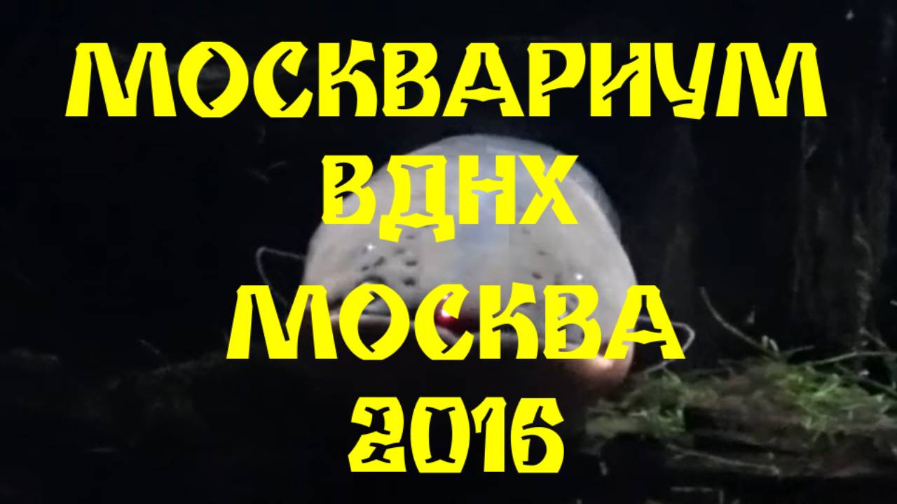 МОСКВАРИУМ  ВДНХ  МОСКВА 2016