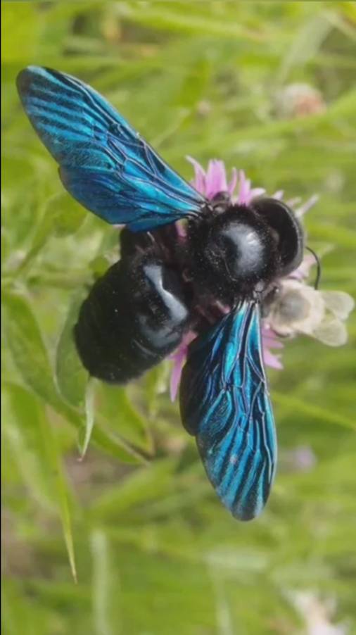 Пчела плотник