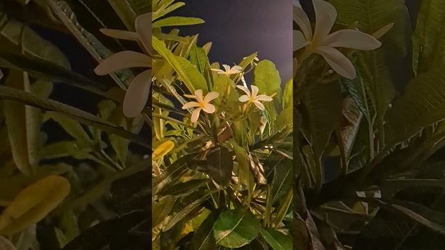 Джаганнатха Пури