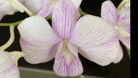 П-12. Ч-5. Загнивание молодого ростика без корней на пеньке из-за ошибок в уходе. Реанимация (((