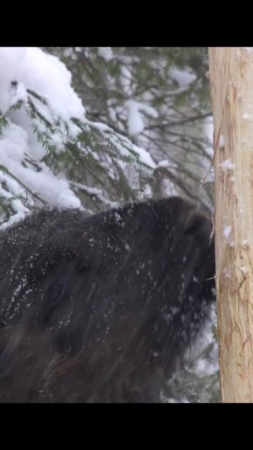 Зубрёнок грызёт кору.The bison gnaws the bark. #wildlife #shots