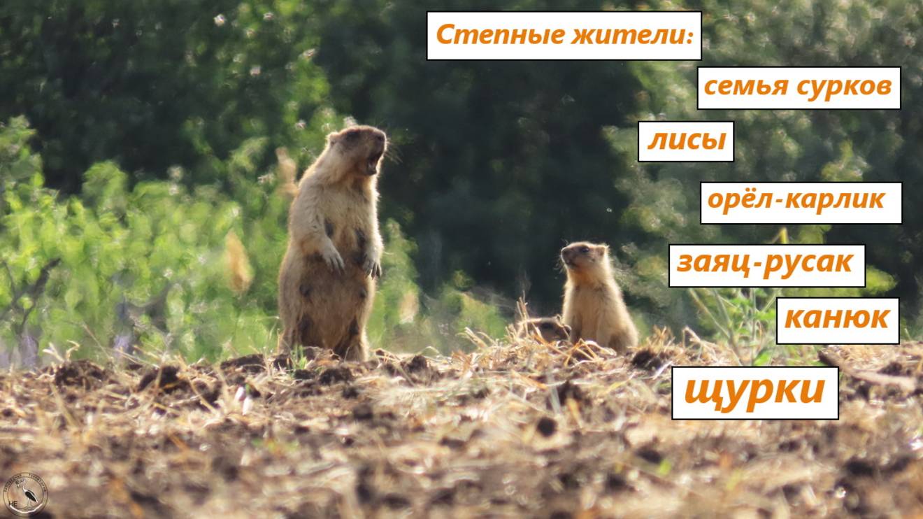 Степные жители: сурки, лисы, орёл-карлик, канюк, заяц-русак, щурки золотистые. Май-июнь 2025