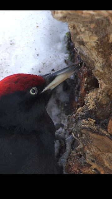 Желна. Black woodpecker. Dryocopus martius #wildlife #birds #nature #shots