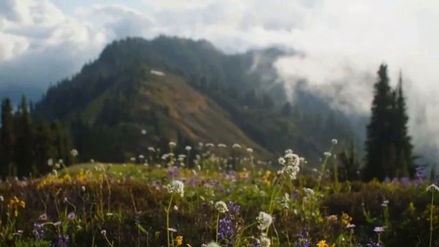 Туман танцює по землі, поёт Ирина Федишин