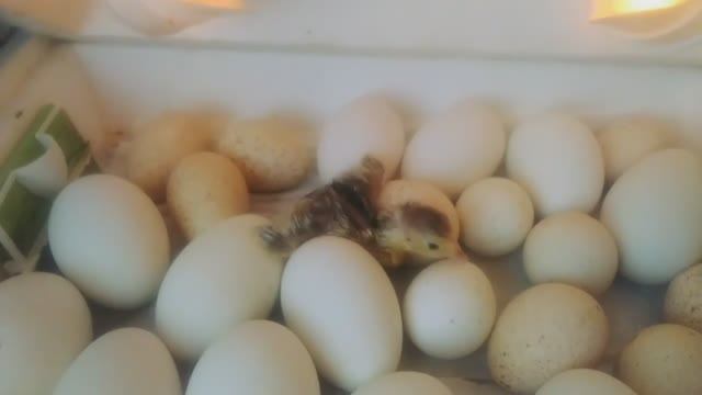 Индюшата вылупляются