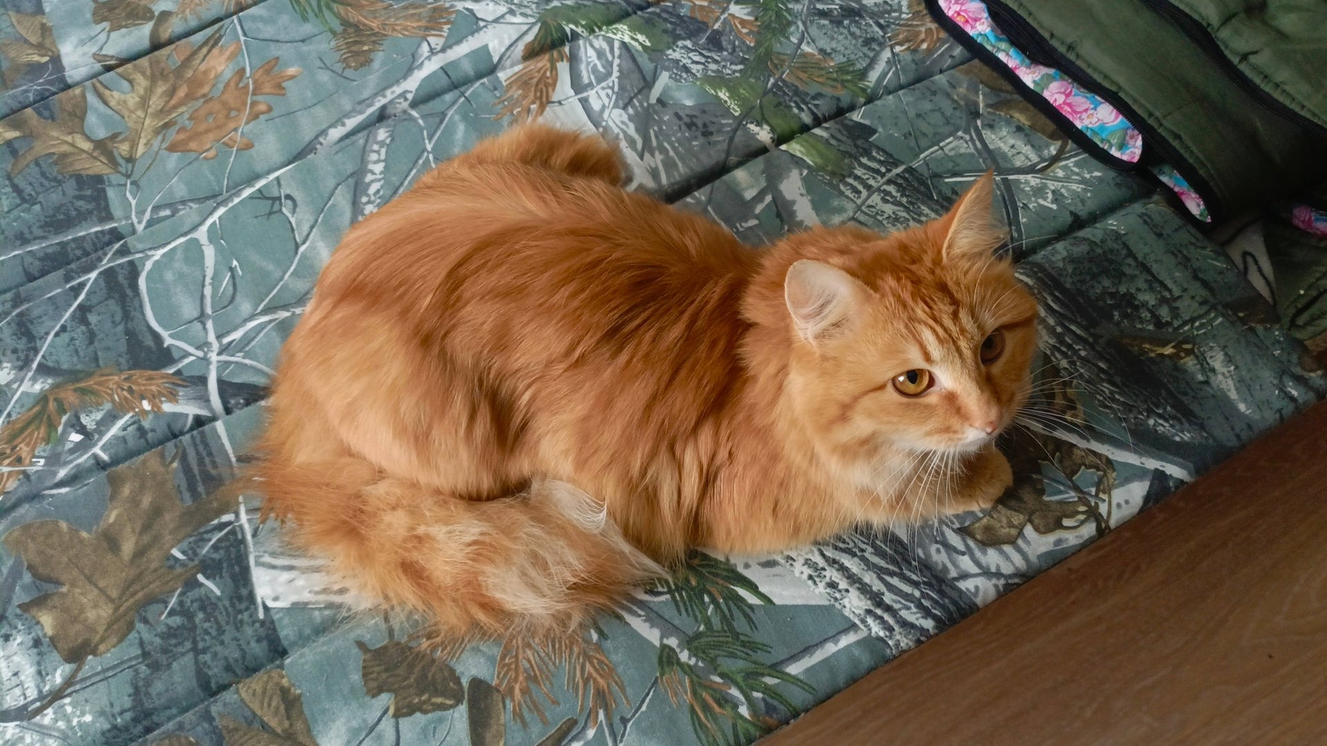 Смешные стихи о котиках.