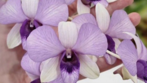 П-11. Ч-2. Обзор ден. Jairak  гибри6 2-х цветный синий из 11-й посылки после пересадки спустя 62 дня