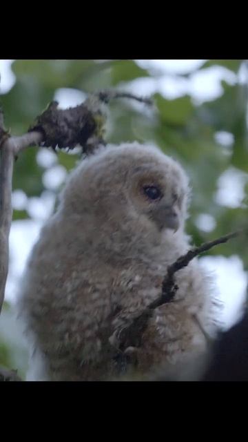 Кормление птенца серой неясыти. Feeding a tawny owl chick.#wildlife #shots