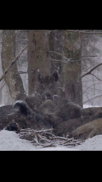 Кабаны на лёжке в сильный снегопад. Wild boars during heavy snowfall. #wildlife #shots