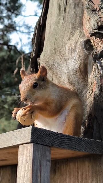 Белка ест грецкий орех из скорлупки.  Анапа, Ореховая роща