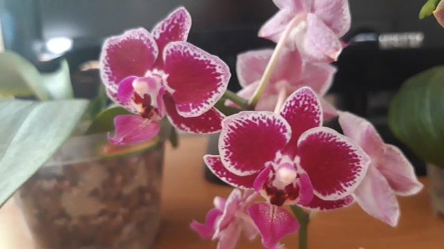 ОПЯТЬ ОБМАН! РЕЗУЛЬТАТ ПРИМЕНЕНИЯ МИКОРИЗЫ НА ОРХИДЕЯХ #микориза #орхидеи #цветы #растения #