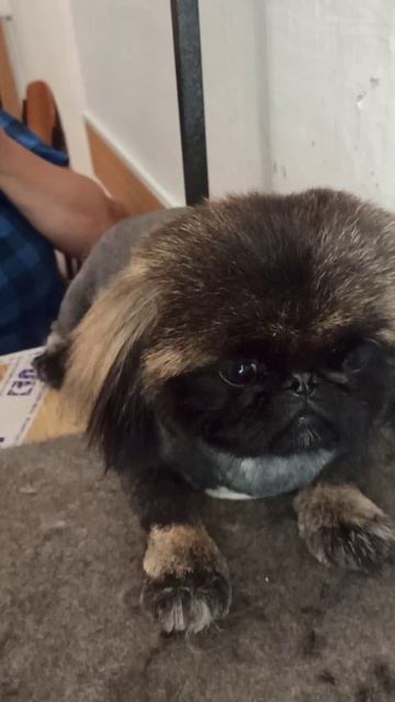 Пекинесик Боня подстригся на лето. Зоосалон Eteluin  г.Краснодон