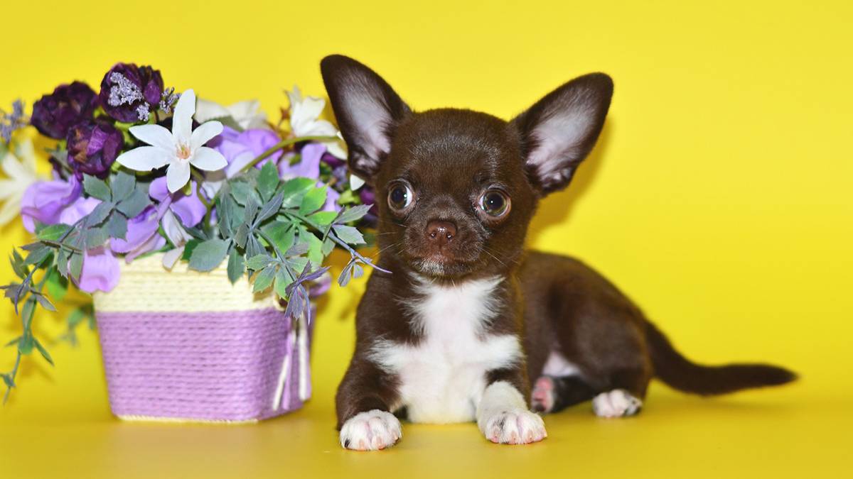 Мальчик чихуахуа шоколадного окраса. 
#чихуахуа #щенкичихуахуа #питомникчихуахуа