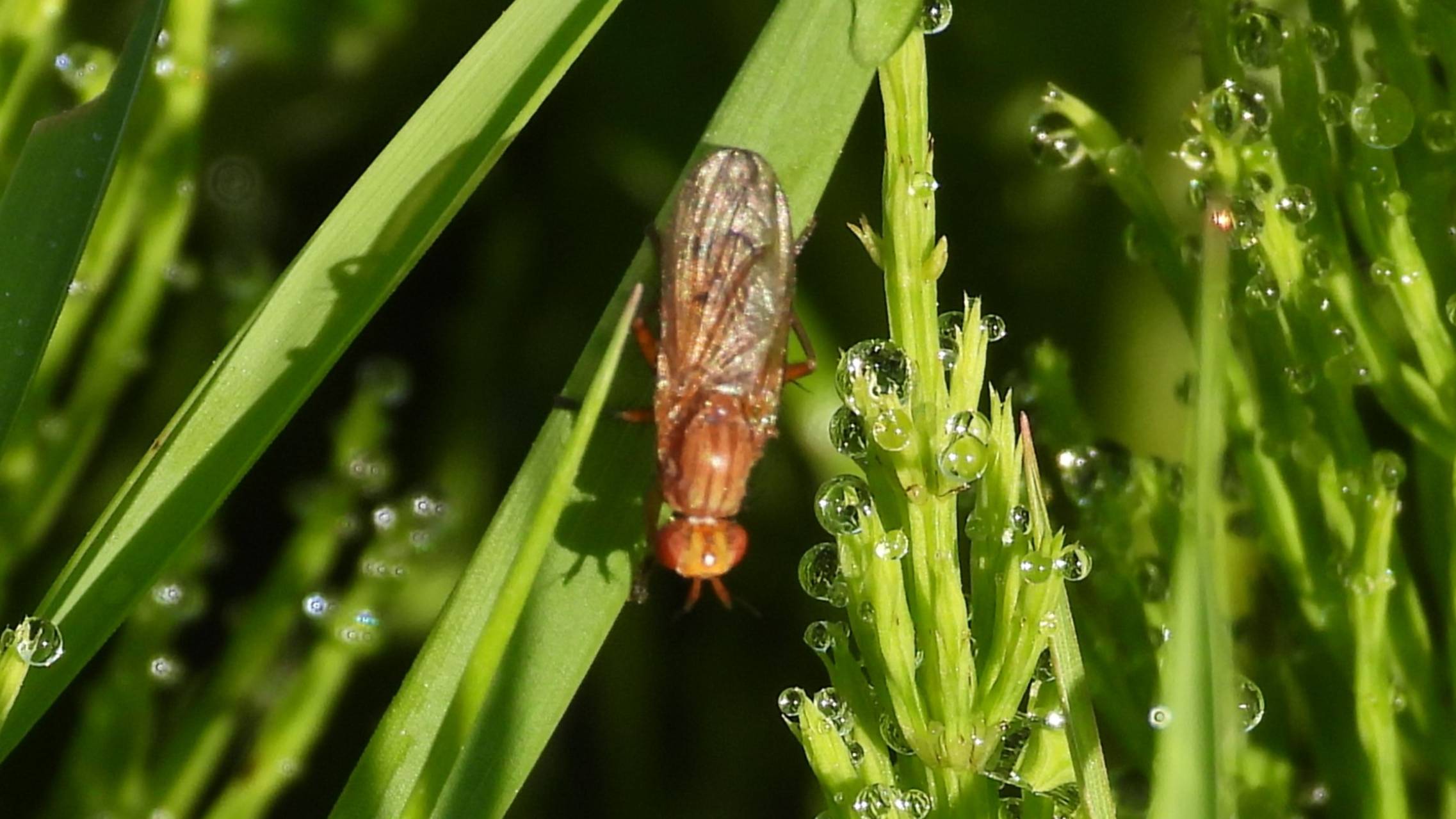 Щеленосные Мухи, Schizophora, наблюдение в Новгородской области, 4 июня 2025