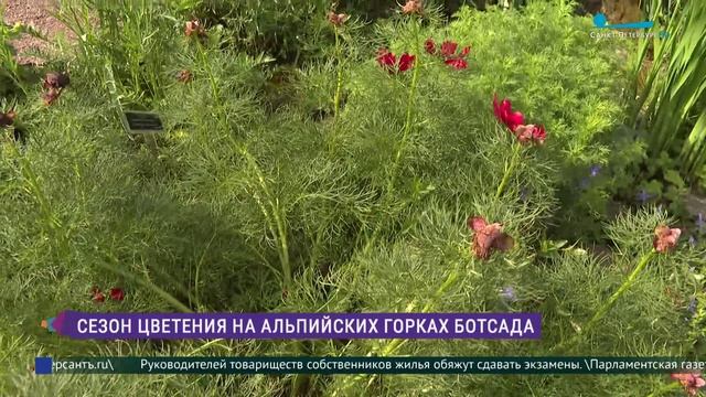 Сезон цветения Альпийских горок в Ботаническом саду Петра Великого