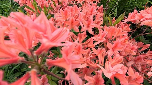 20250602 Цветение рододендронов в 2025 году_(4К)