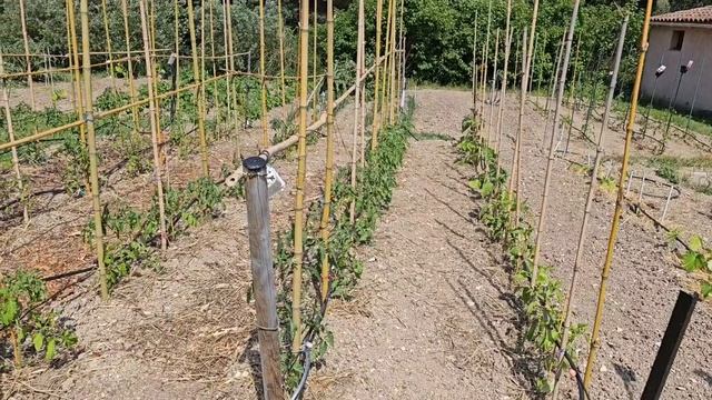 21 мая 2025. Сад-Огород / Томаты и Огурцы. Жасмин цветёт уже!