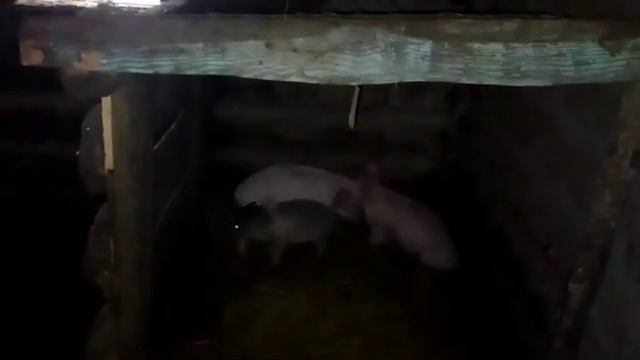 #Кто такая котлета и не много о новых жителях ;)