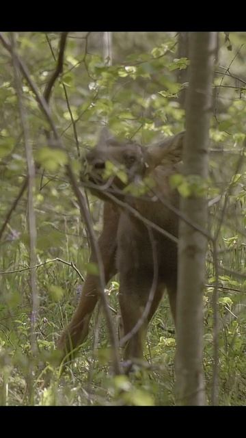 Крошечный лосёнок. Tiny moose calf. #wildlife #shots