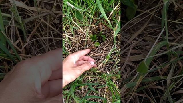 Естественное земледелие. Природное, безуходное. В сорняки сеем и сажаем.