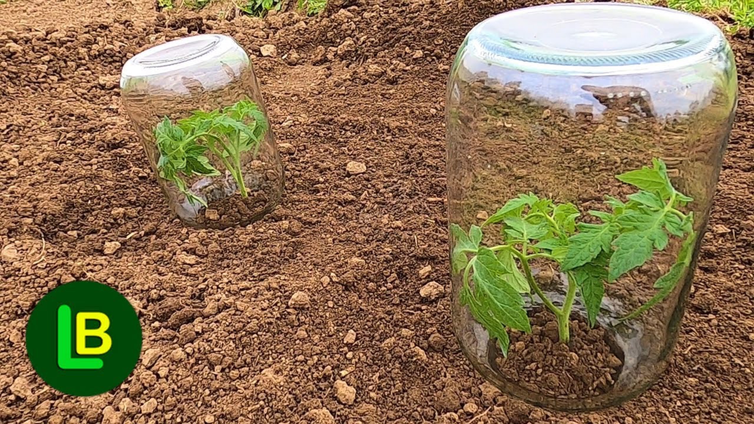 ПОСАДКА ТОМАТОВ: Эти несколько приемов помогут вам