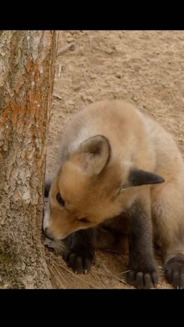 Лисёнок.Young fox. #wildlife #shots