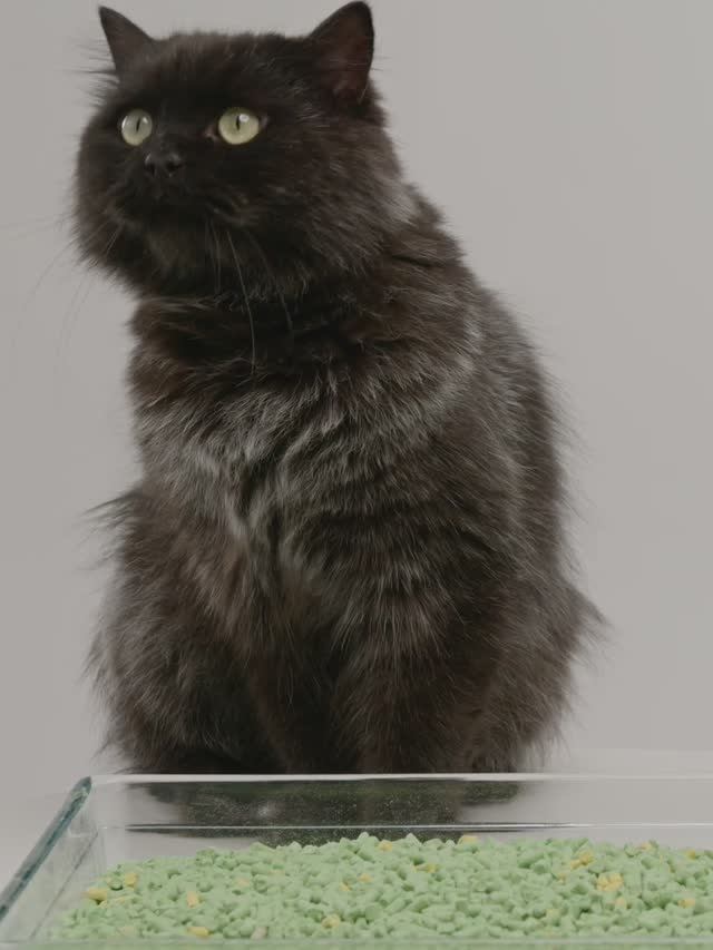 Видеообзор кошачьего наполнителя с кошкой, тариф Премиум