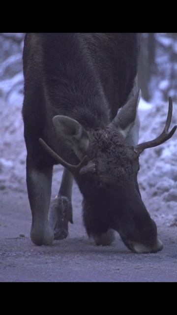Лось лижет соль на дороге. Moose licks salt on the road. #wildlife #shorts