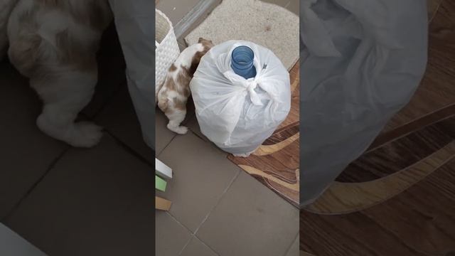 моя шпана🐶