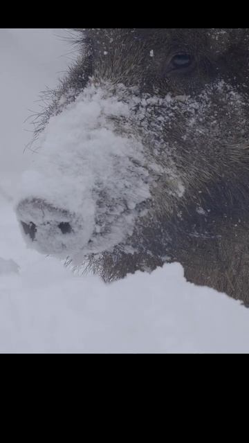Кабан и глубокий снег.Wild boar and deep snow. #wildlife #shots