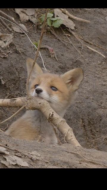 Лисёнок выглядывает из норы. A little fox looks out of a hole. #wildlife #nature #shots