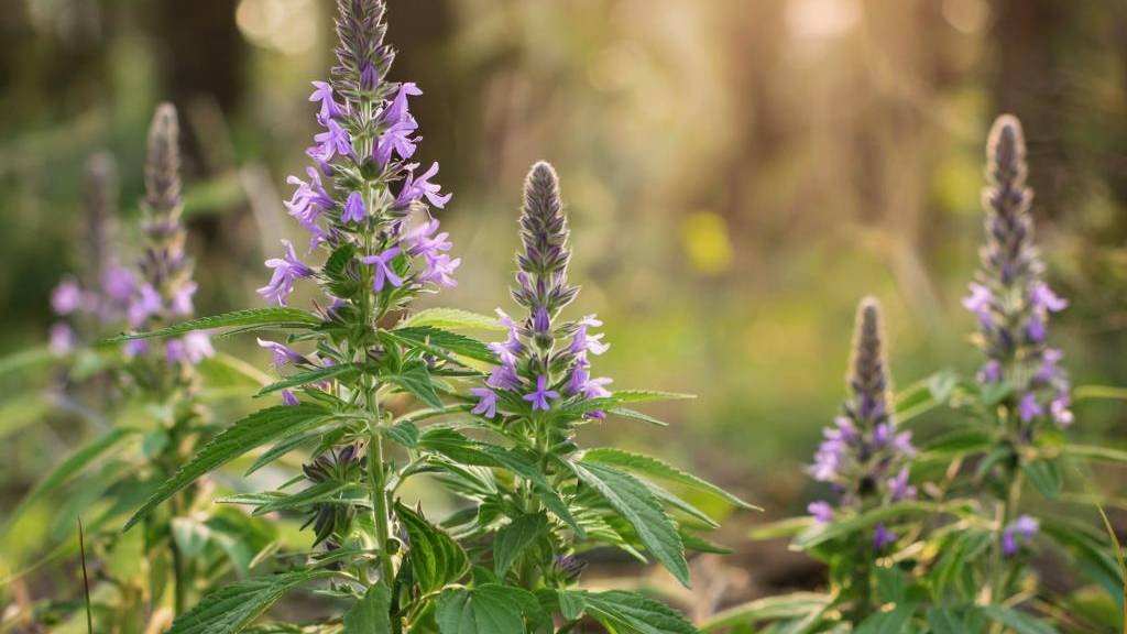 Шалфей – природное лекарство для вашего здоровья!