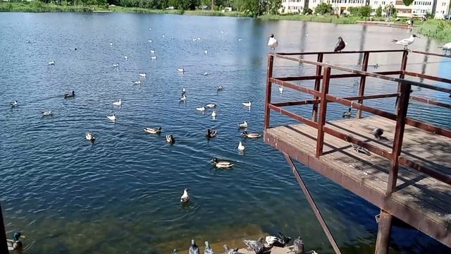 Утки прилетели.