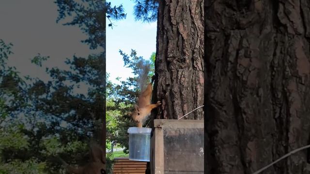 Белка пришла на водопой.  Анапа, Ореховая роща