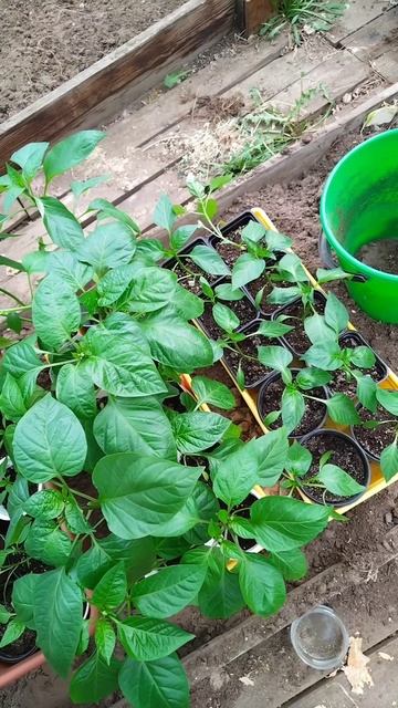 Помидоры 🍅.