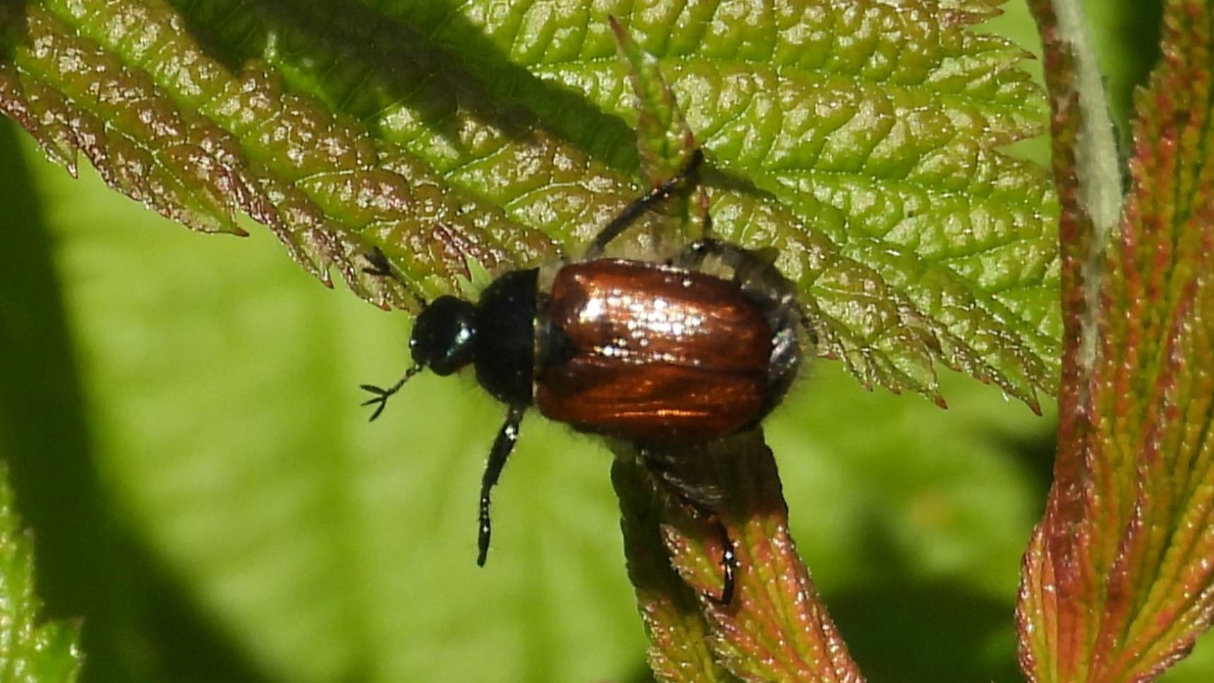 насекомые, жук Хрущик Садовый, наблюдение в Новгородской области, 4 июня 2025
