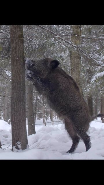 Кабан полез на дерево. A wild boar climbed a tree. #wildlife #shots