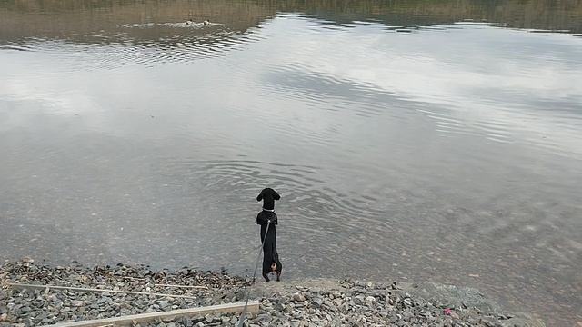 Томск-Красноярск, 2025_09. Утки Енисея