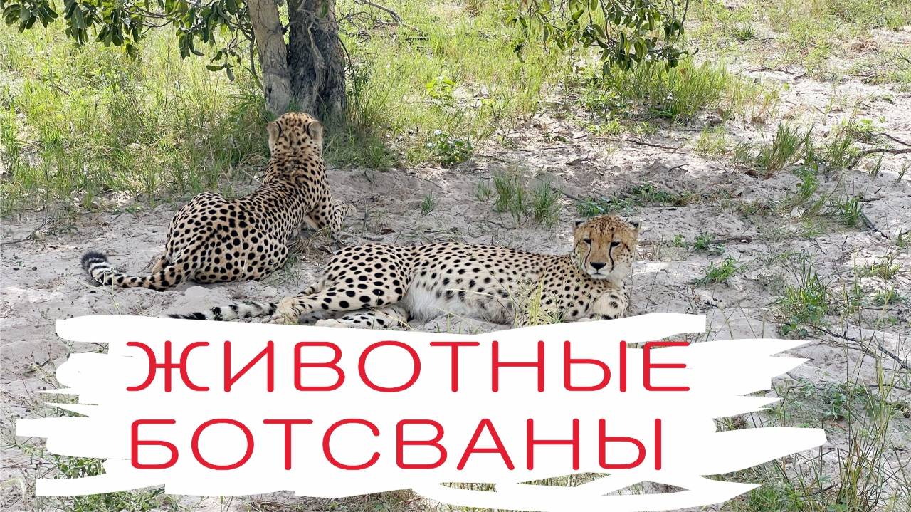 Животные Ботсваны