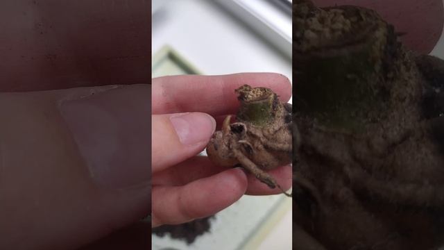 Замиокулькас